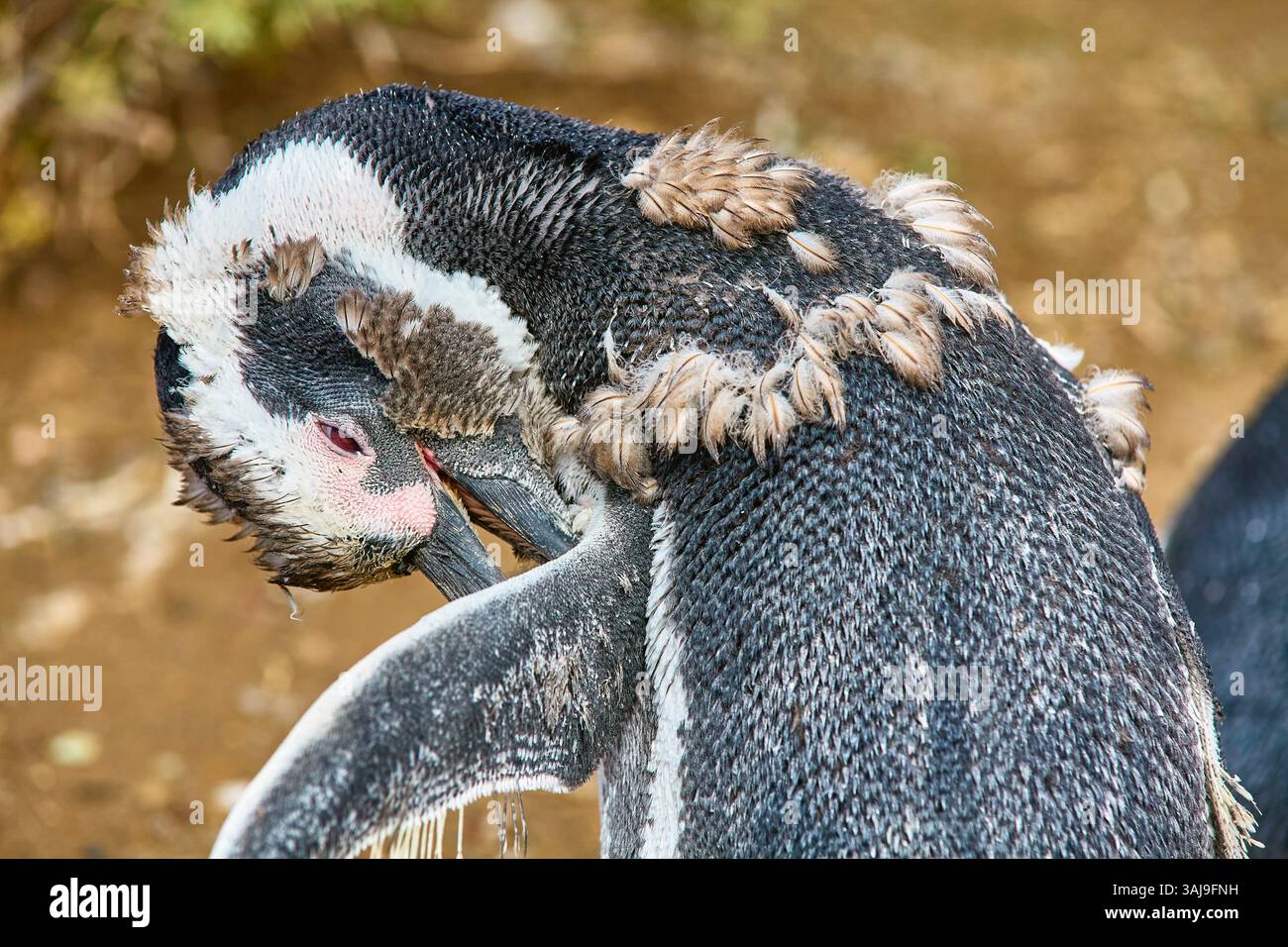 Magellanic penguin (Spheniscus magellanicus), young bird changing ...
