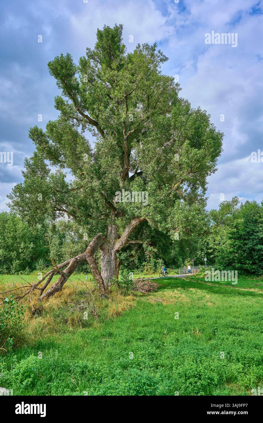 black poplar, balm of gilead, black cottonwood (Populus nigra), Germany ...