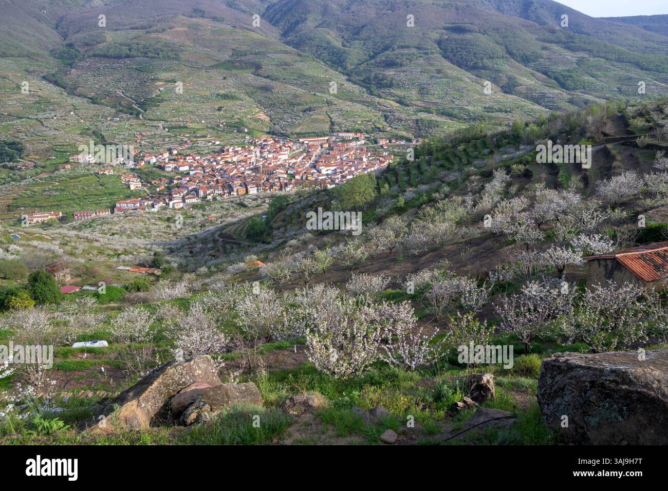 Jerte Valley in spring with cherry blossoms panoramic view of Cabezuela ...