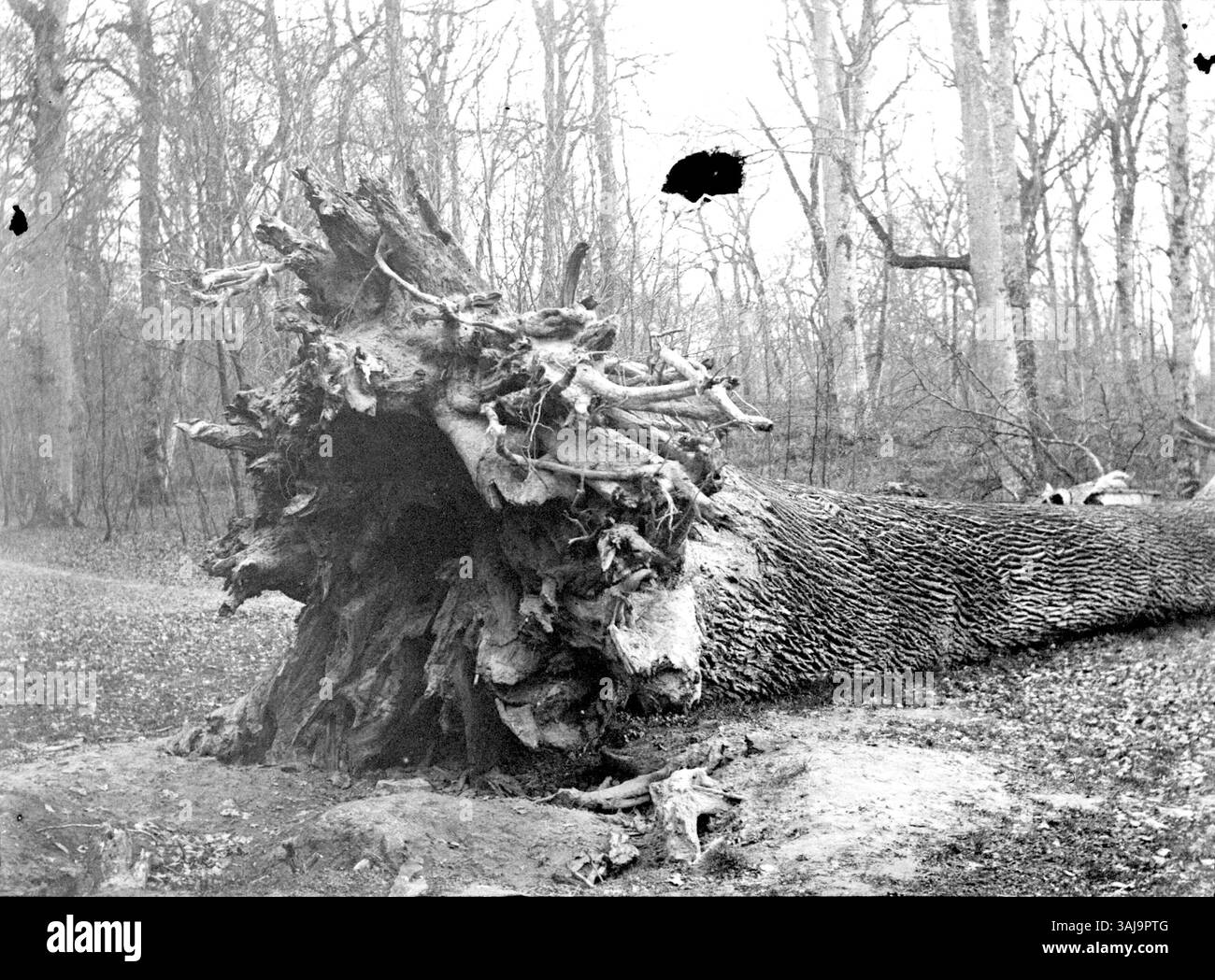 Eugène Trutat's photograph from April 1899, titled 'Chêne Briarée ...