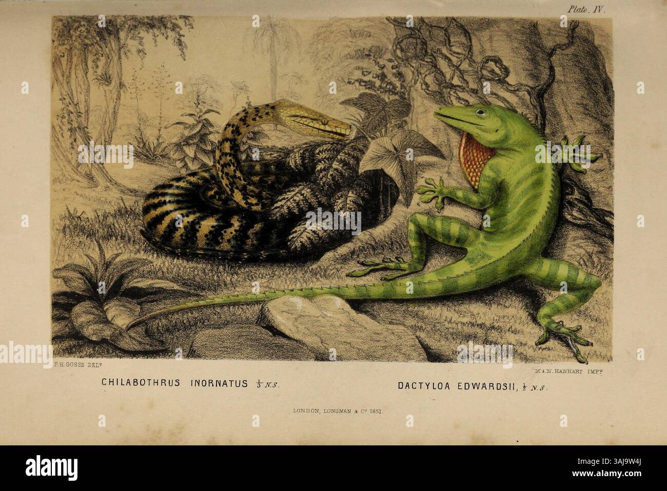 This illustration from 'A Naturalist's Sojourn in Jamaica' (1851 ...