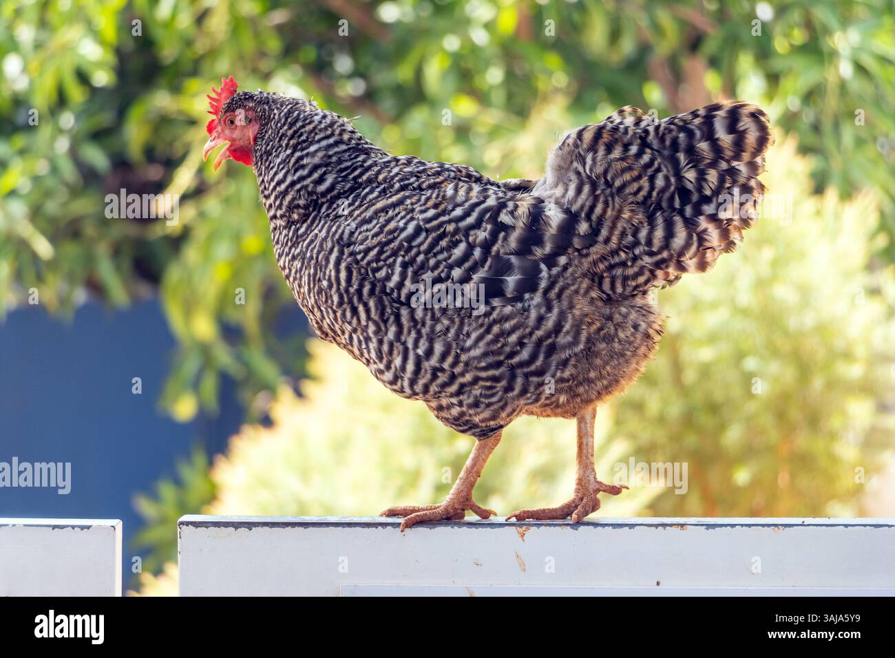 A hen stands on a pillar of wooden fence Stock Photo - Alamy