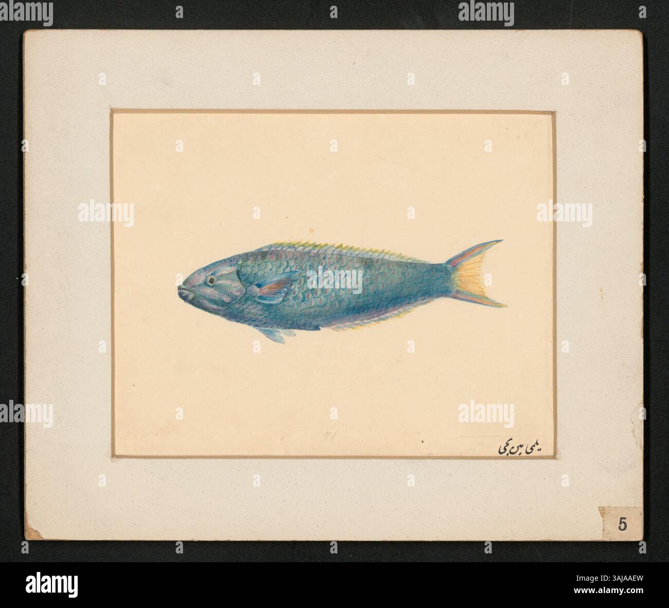 Painting by Mary Symonds, circa 1801-1808, depicting the fish species ...