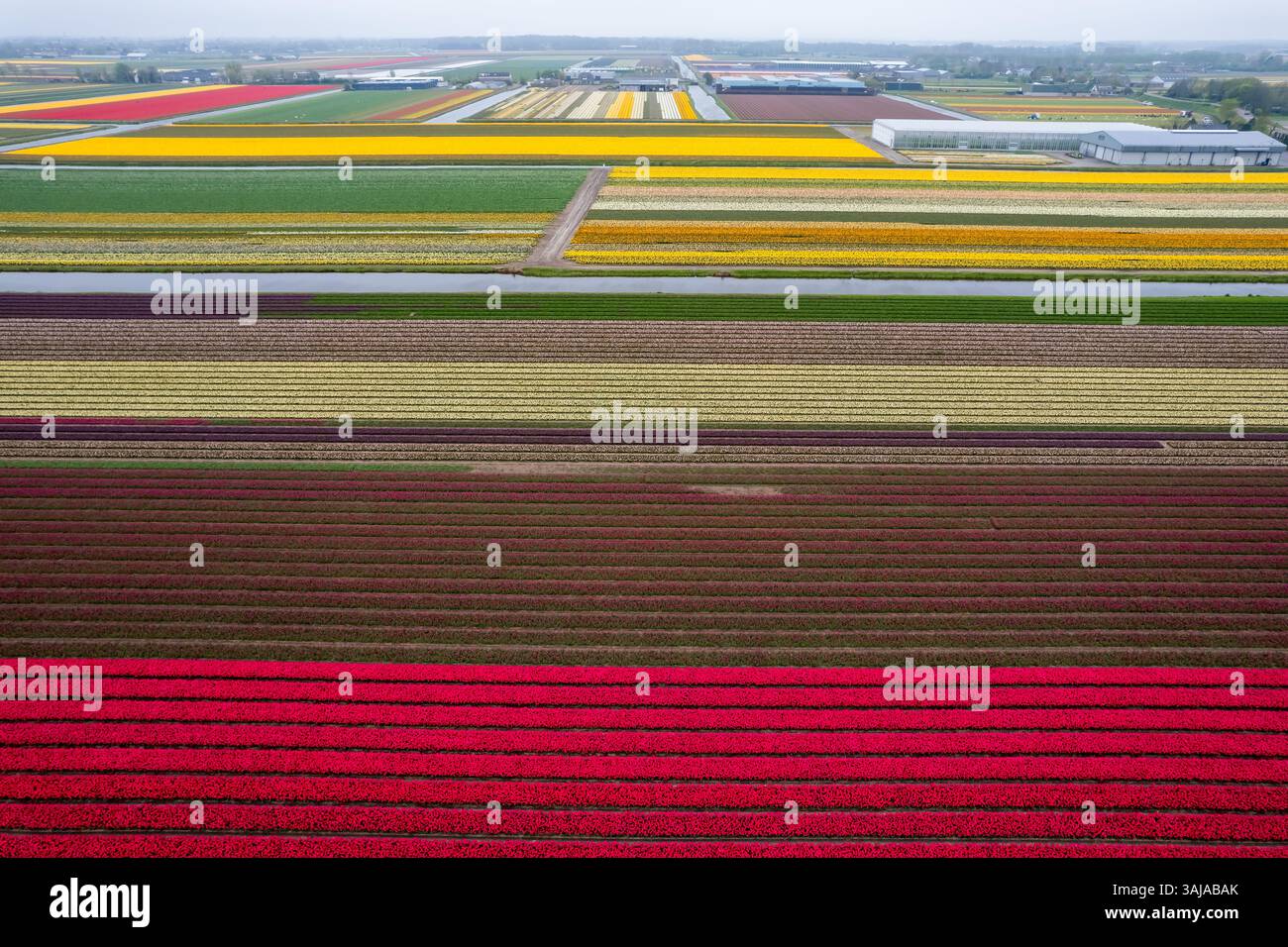 Aerial view of rows of colorful Tulips, Daffodils and Hyacinth fields ...