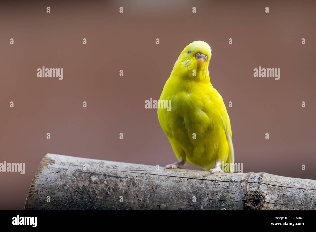 Budgerigar also known as the common parakeet, shell parakeet or budgie ...