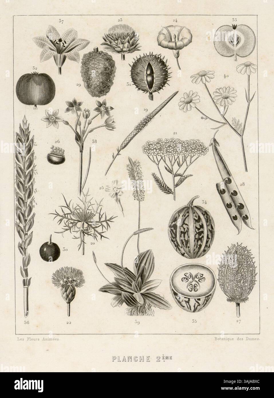 This 1847 botanical print, part of 'Les fleurs animées,' depicts the ...