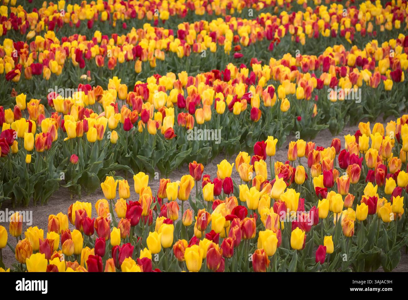 Colorful assorted Tulip flowers in the Tulip farm, Lisse, Netherlands during spring time Stock ...