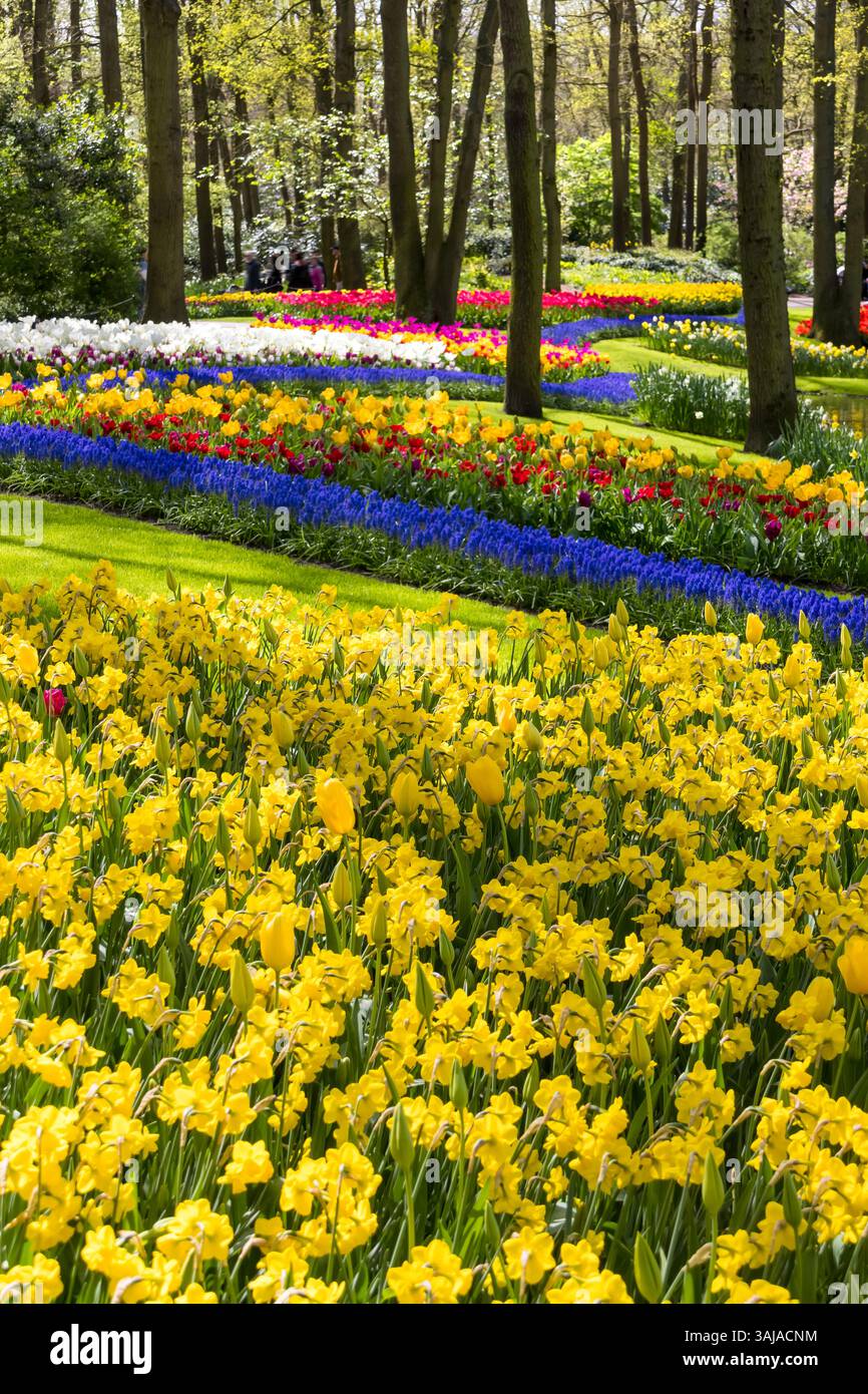 Scenic Keukenhof gardens in Lisse, Netherlands bright flower display along the canal Stock Photo ...