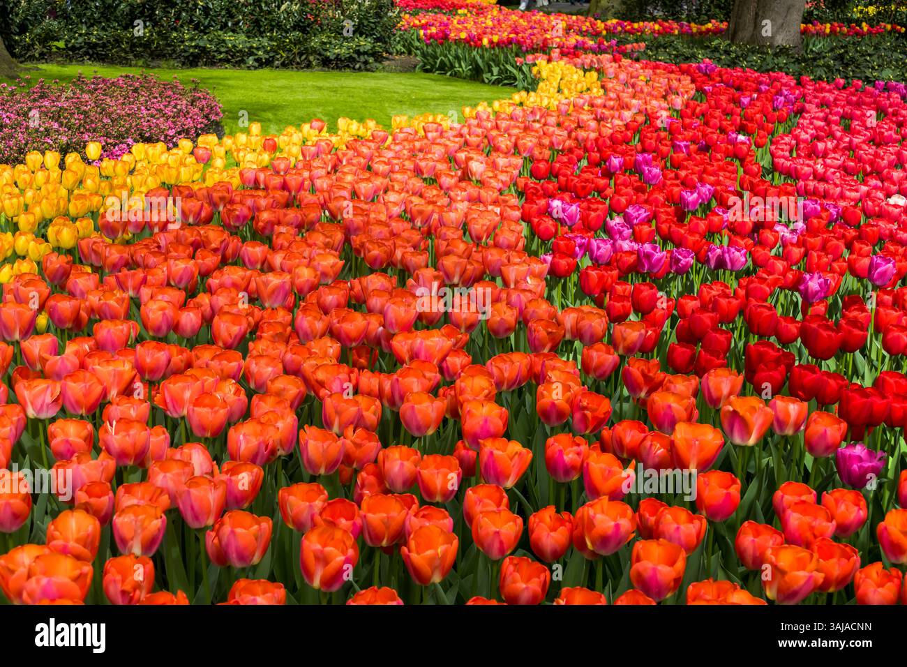 Scenic Keukenhof gardens in Lisse, Netherlands with bright flower display in spring time Stock ...