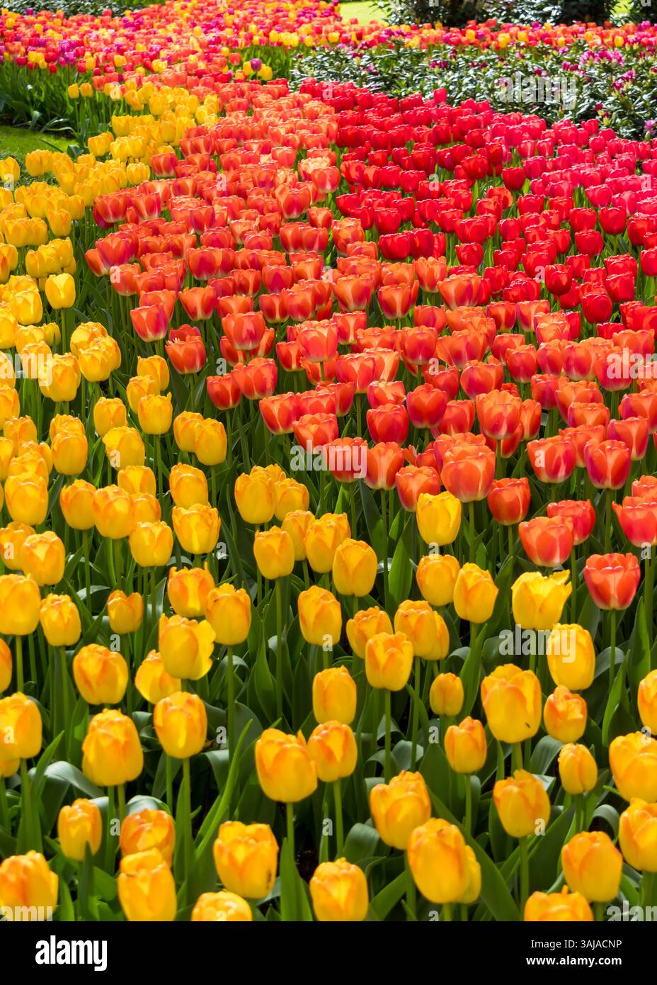 Scenic Keukenhof gardens in Lisse, Netherlands with bright flower display in spring time Stock ...