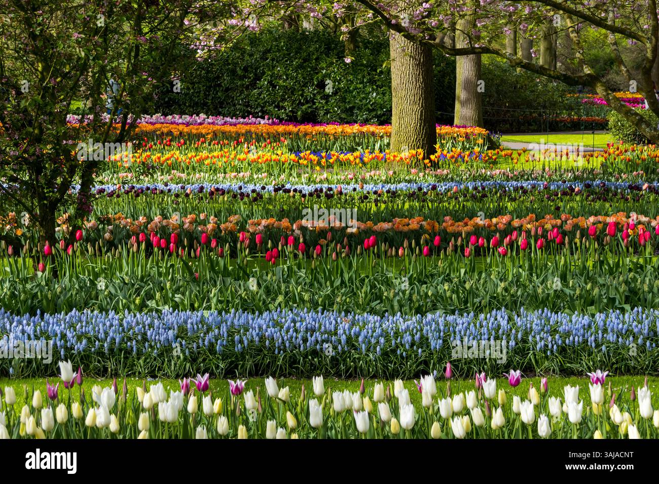 Scenic Keukenhof gardens in Lisse, Netherlands with bright flower display during spring time ...