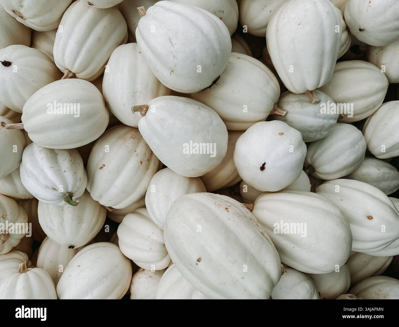 Pile of white squash with a few green leaves on top. The squash are all ...