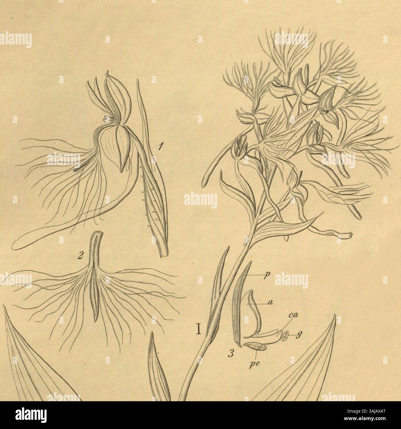 Illustrations from Xenia 3-286 (1896) show *Habenaria medusa* and ...