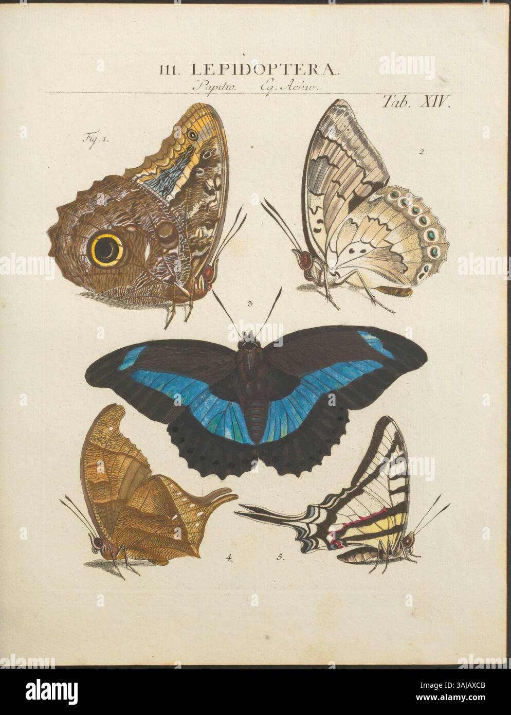 The engraving 'Tafel 14' by Johann Rudolph Schellenberg from 1776, part ...