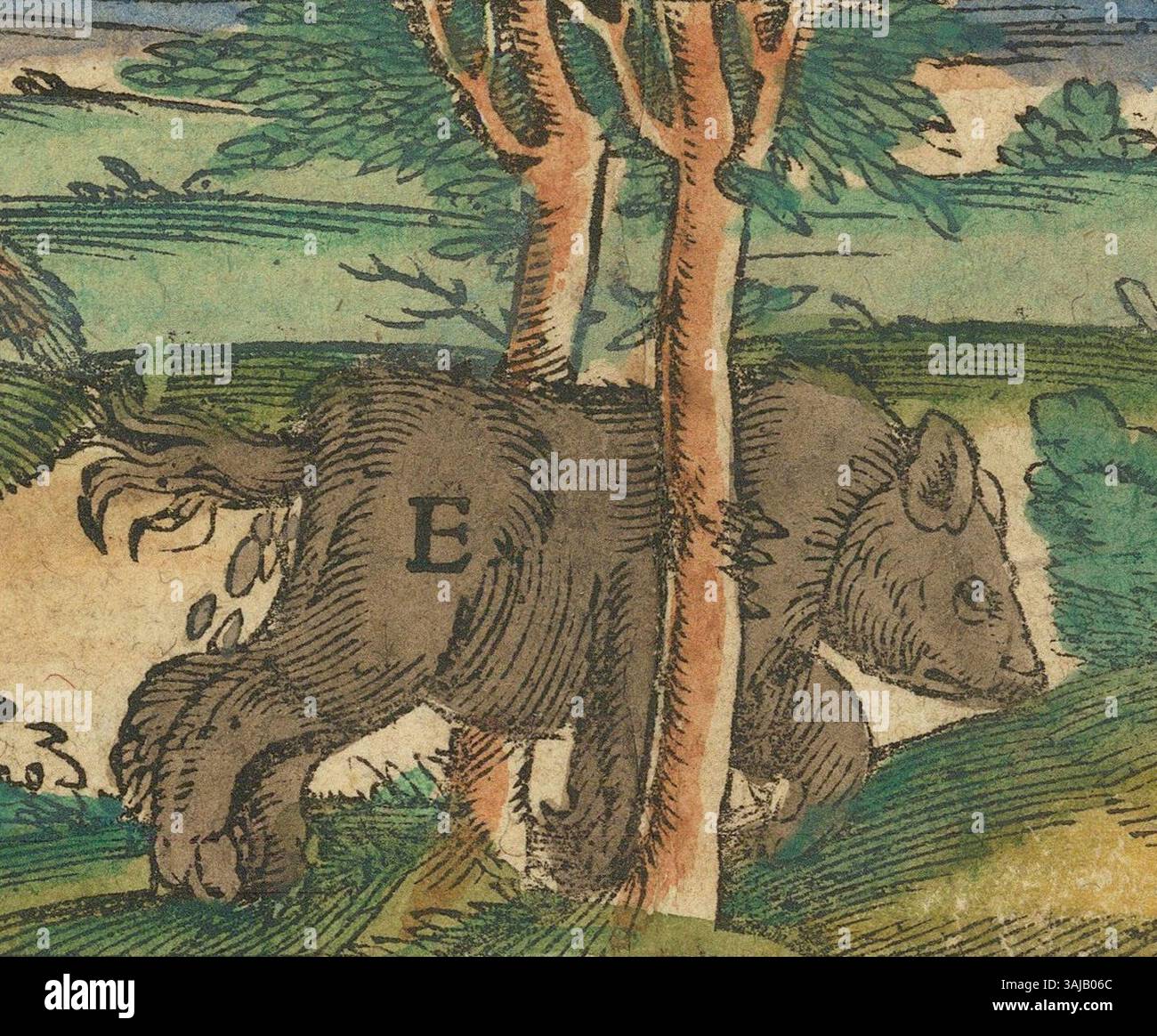 A depiction of the wolverine from the 1570 edition of Sebastian Munster ...