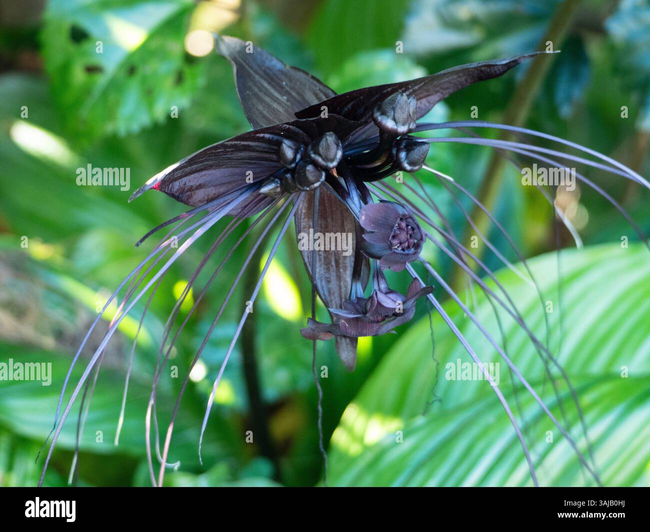 Bat flowers budding on a tall stem in the garden Stock Photo - Alamy