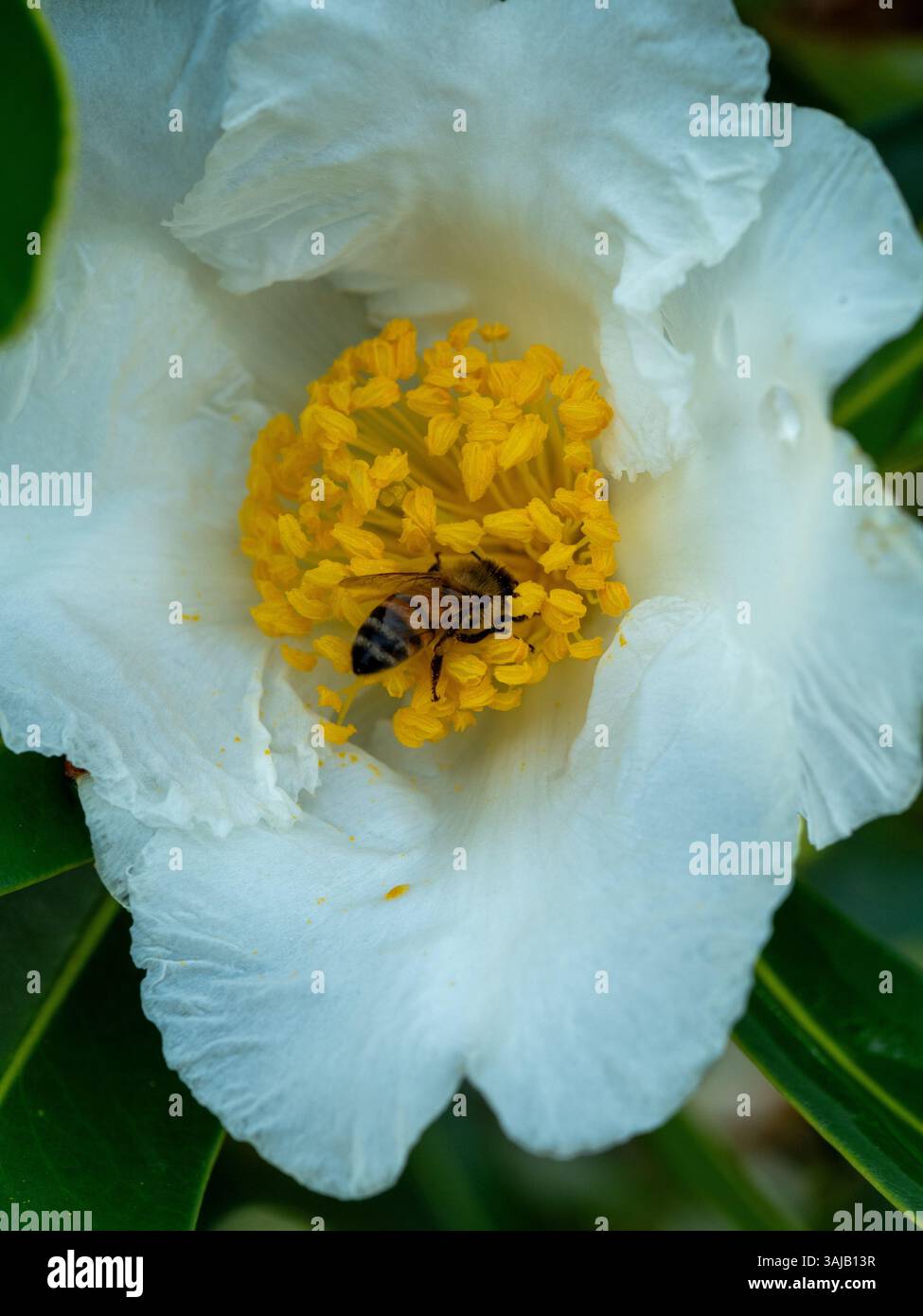 Flowering tree from australia yellow hi-res stock photography and ...