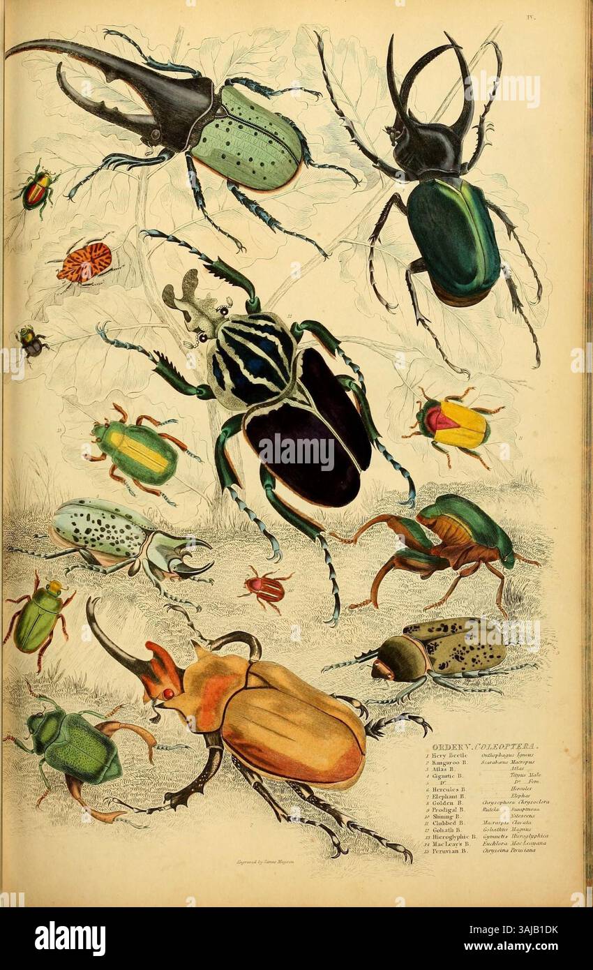 A scientific illustration of Coleoptera, highlighting the diversity of ...