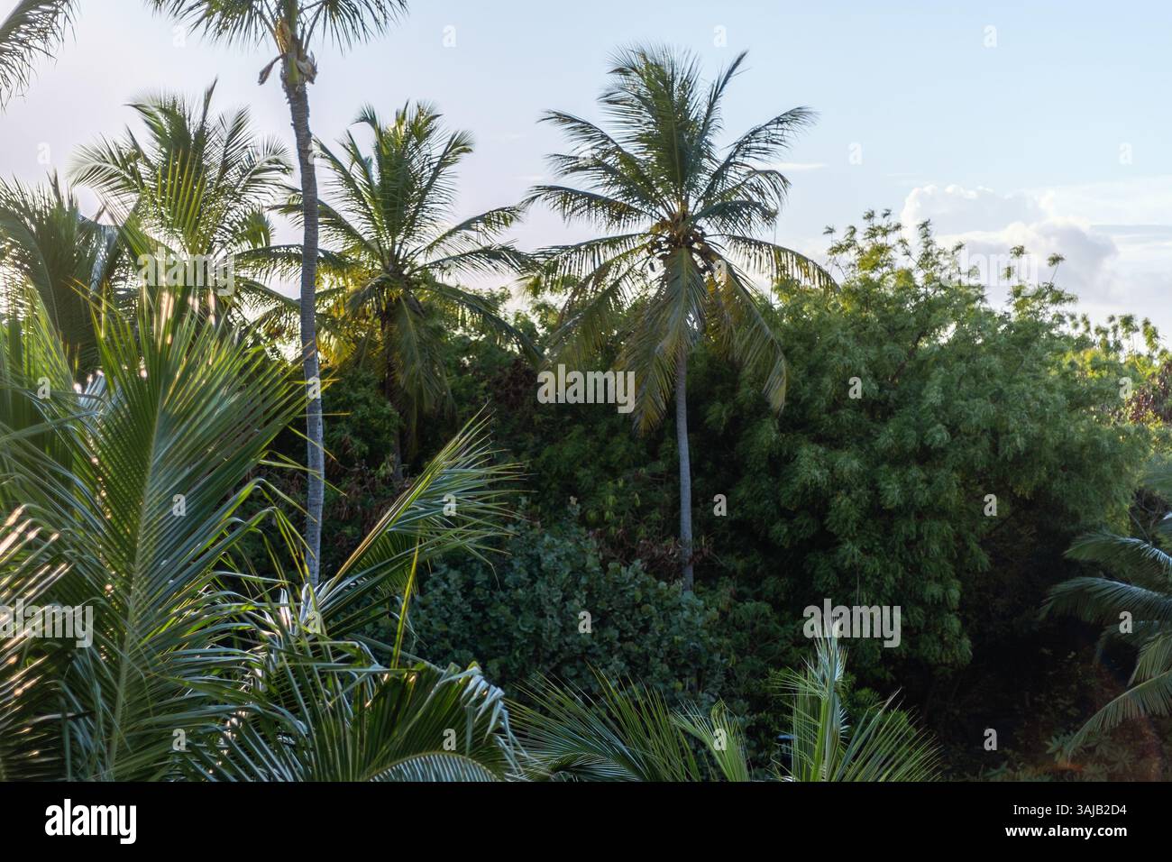 Golden light filters through palm fronds, showcasing a vibrant tropical ...
