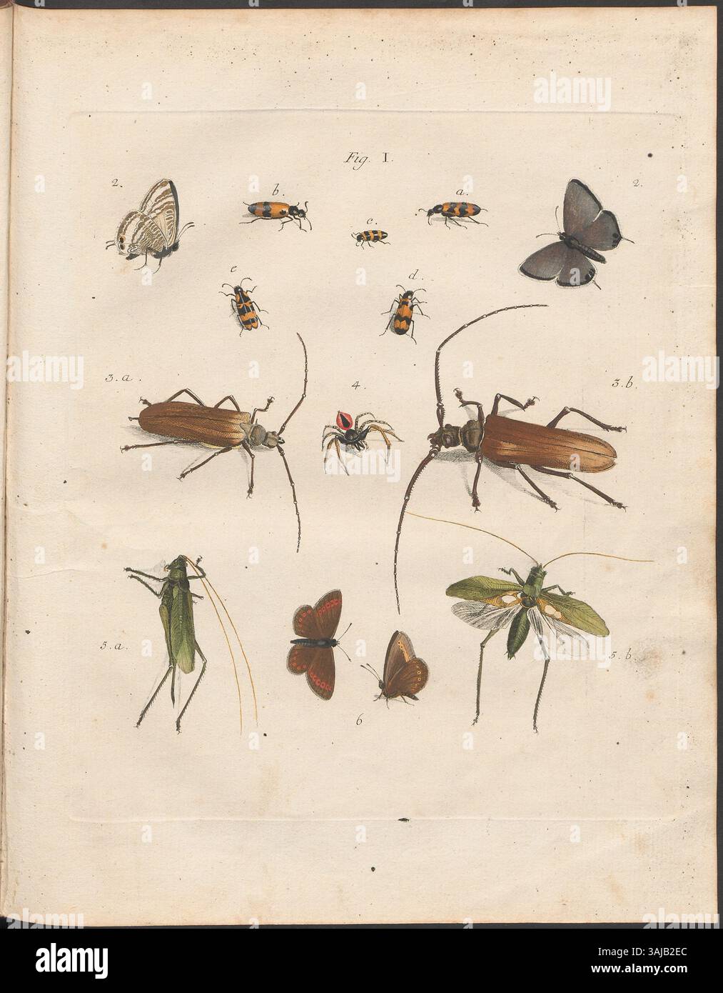 A table from Johann Rudolph Schellenberg's 1775 work, 'Verzeichnis der ...