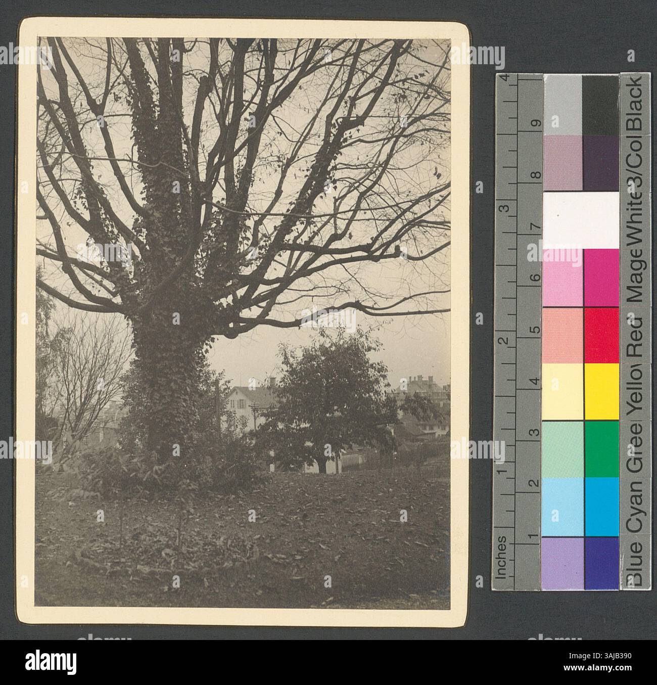 A 1905 photograph by Robert Breitinger showing a elm tree (Ulme) in the ...