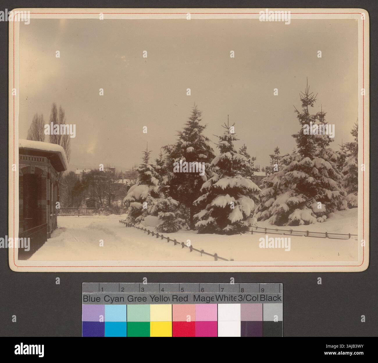 Photograph from 1889 showing a group of pine trees in the garden near ...