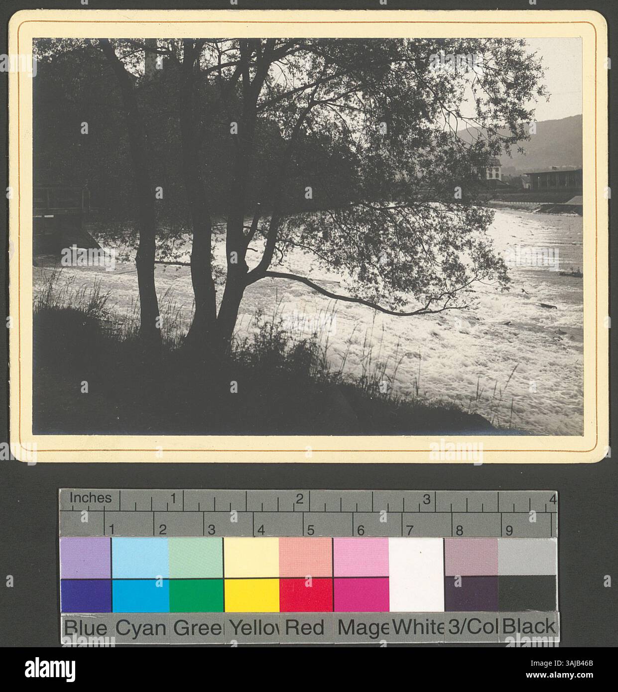 This 1906 photograph by Robert Breitinger shows trees along the Sihl ...