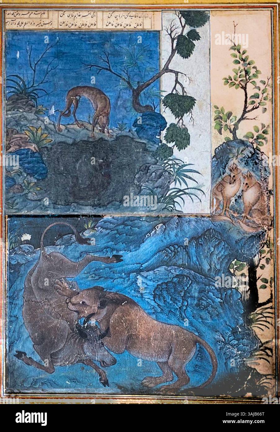 Lion vs bull hi-res stock photography and images - Alamy