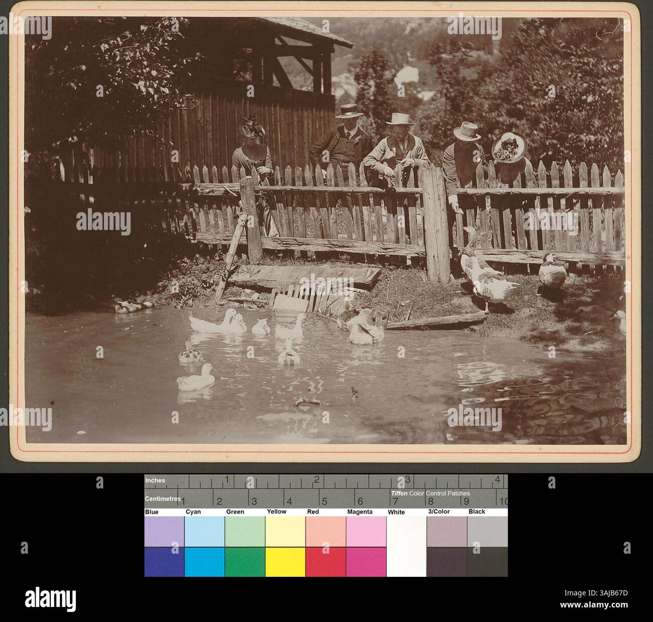 This 1890 photograph by Robert Breitinger shows ducks and geese in a ...