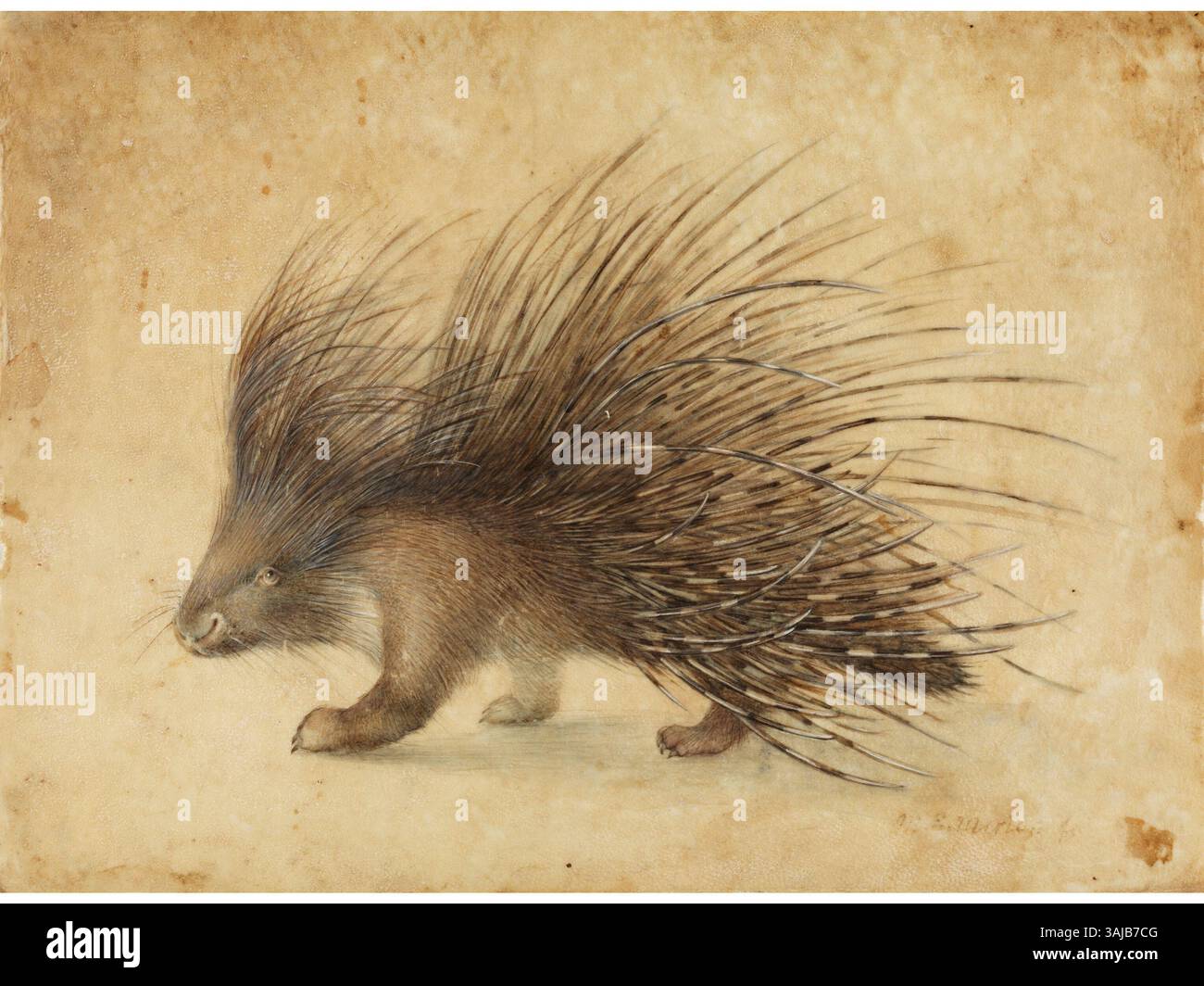 This 17th or 18th-century Flemish painting of a porcupine, executed in ...