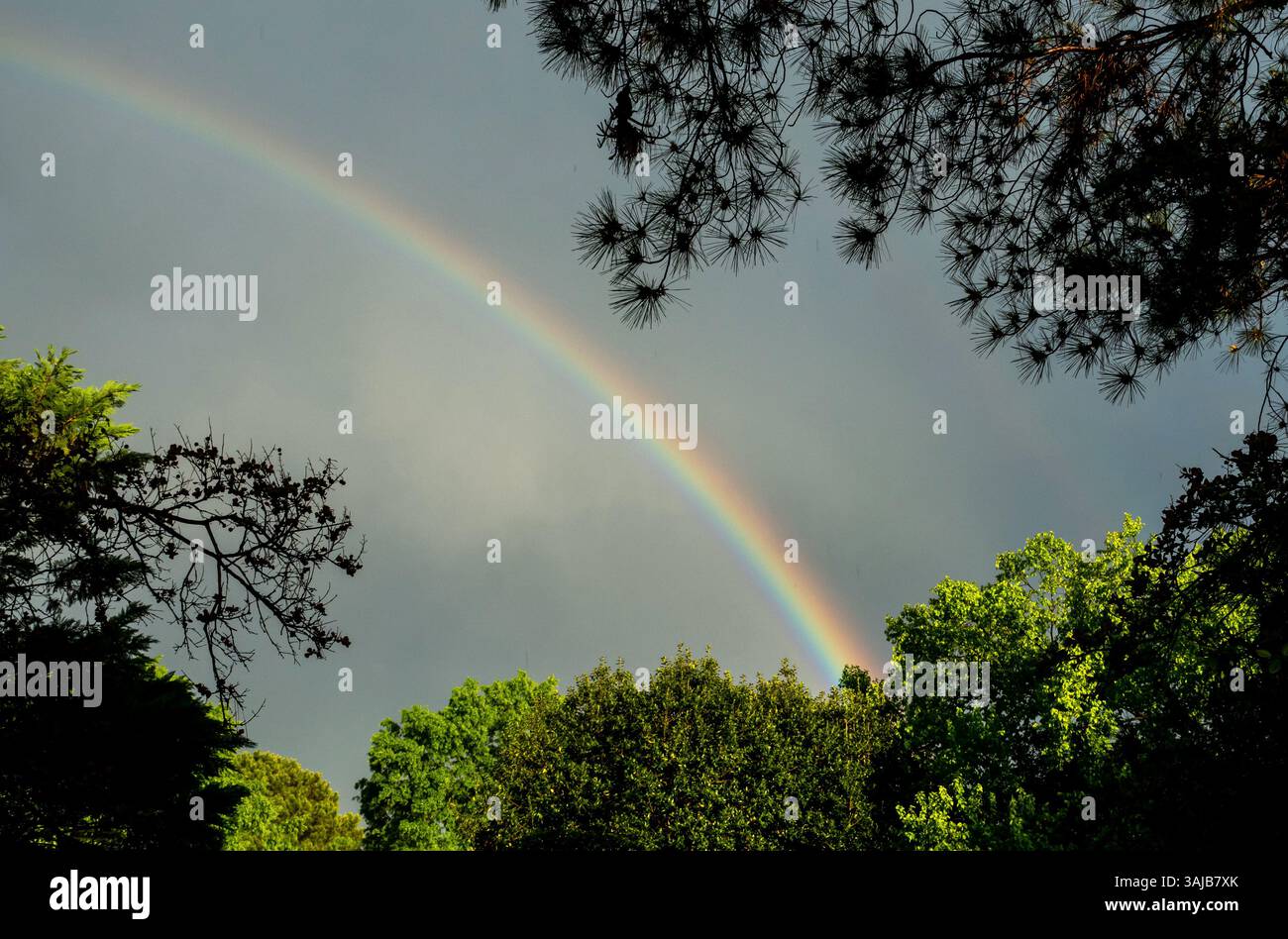A rainbow arches across a gap in trees with dark storm clouds in the ...