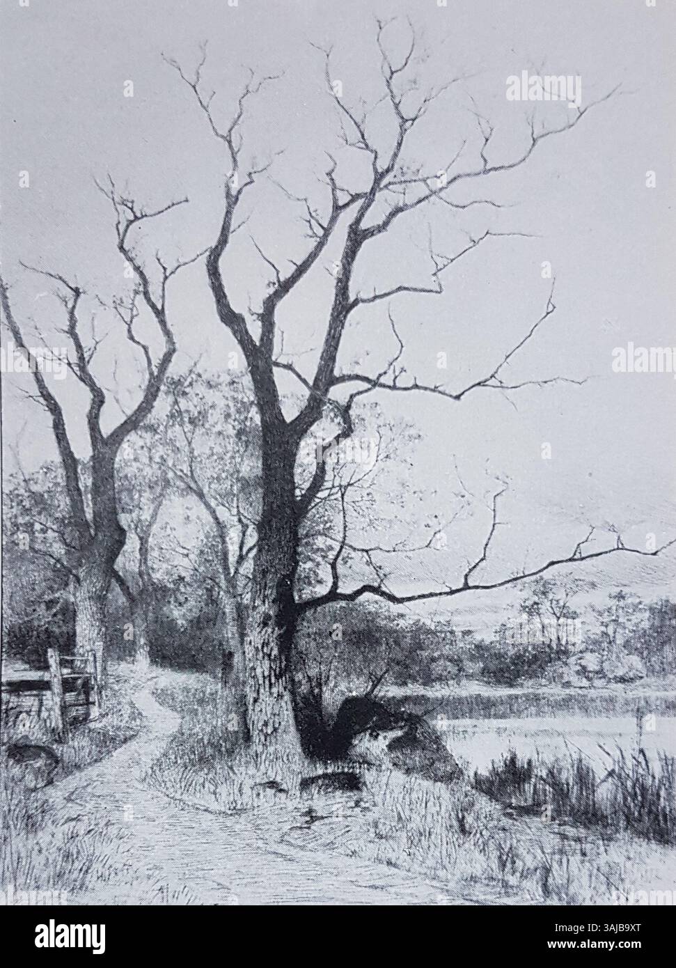 Carl Flodman's drawing 'Oak Trees by a Lake' features detailed pencil ...