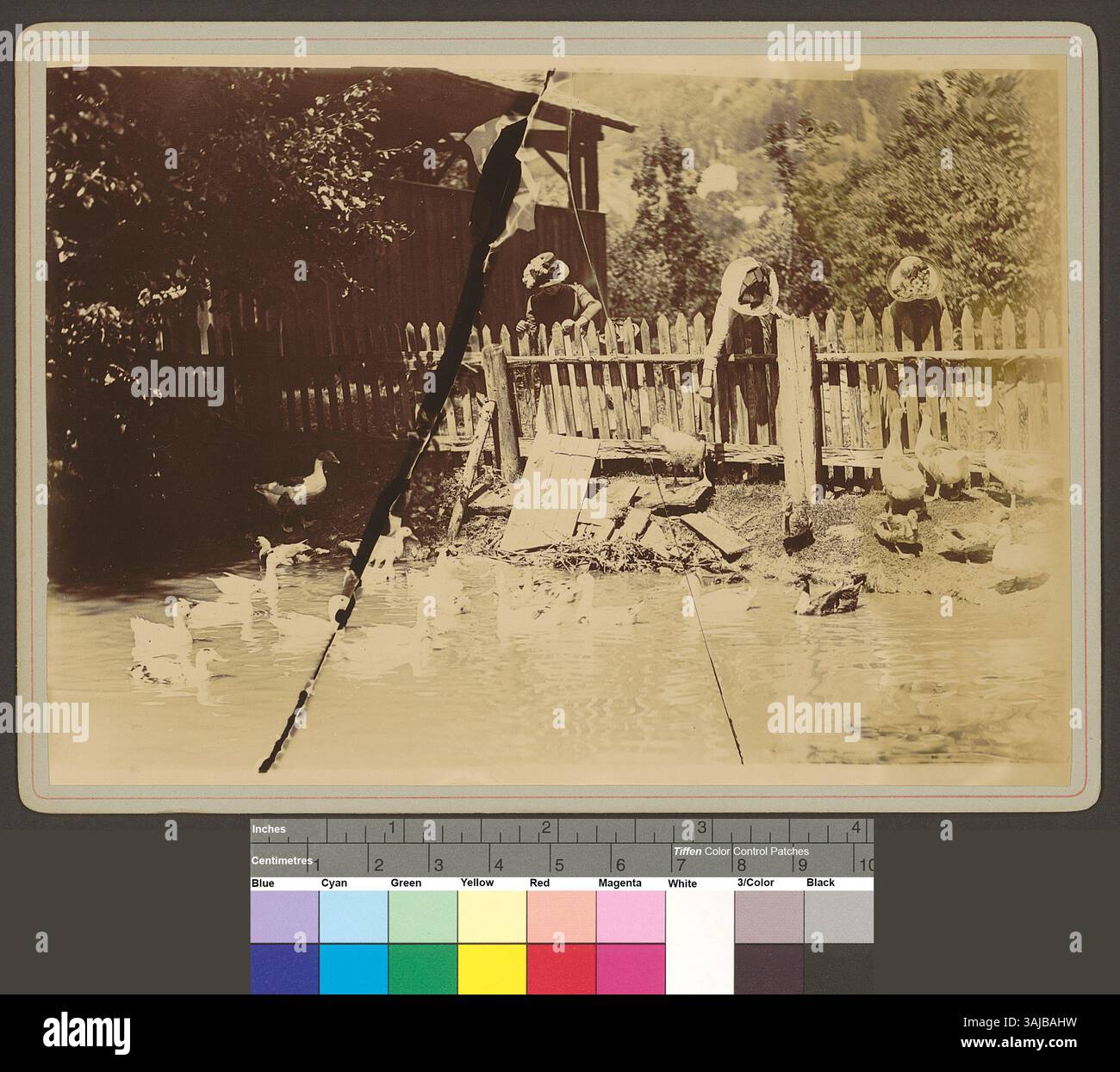 This 1890 photograph by Robert Breitinger shows ducks and geese in a ...