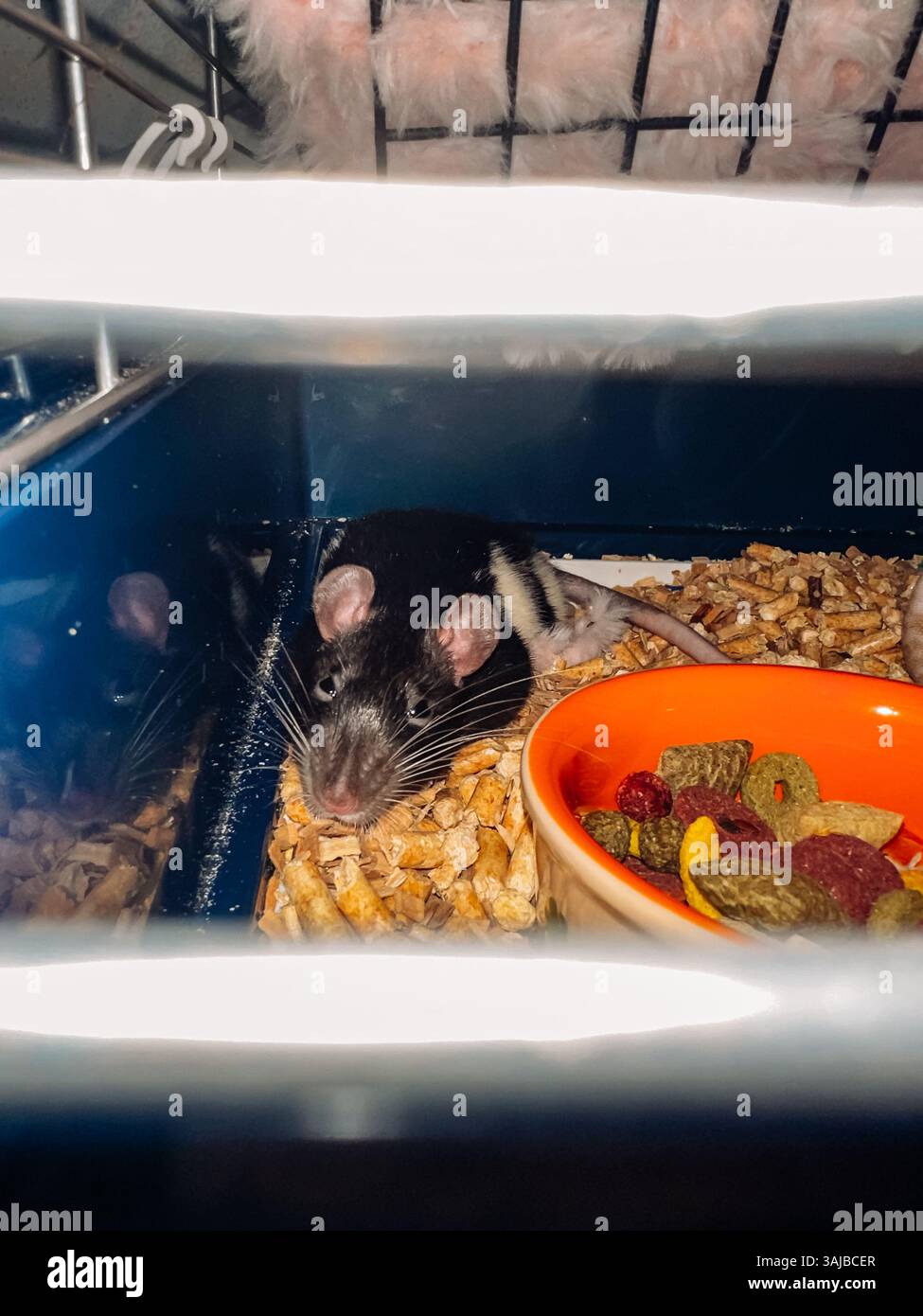 Rat is in a cage with a bowl of food. The cage is blue and the bowl is ...