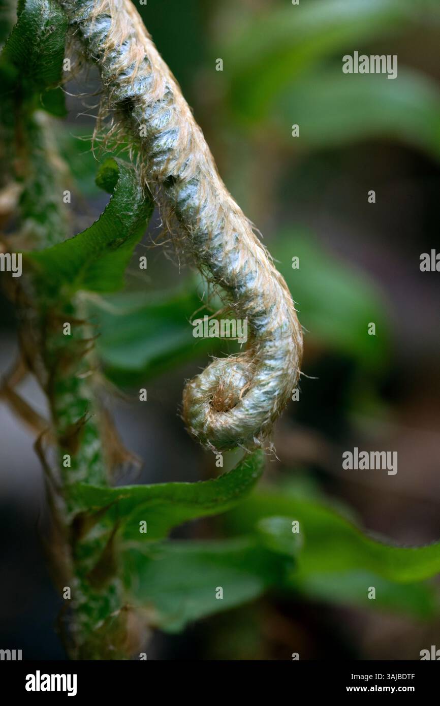 WA26509-00....WASHINGTON - New spring growth of a western sward fern ...