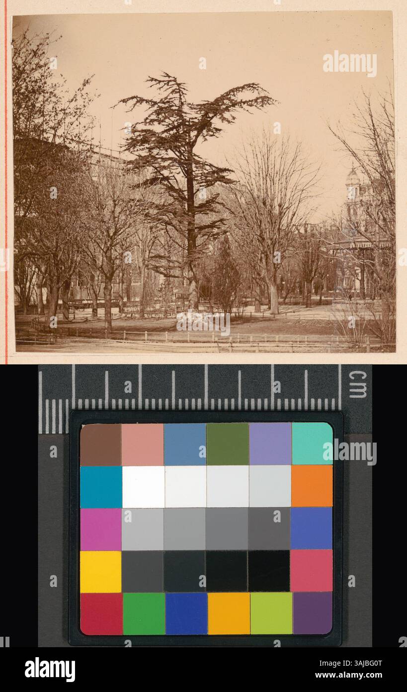 This 1891 photograph shows trees in a park in Zurich, capturing the ...