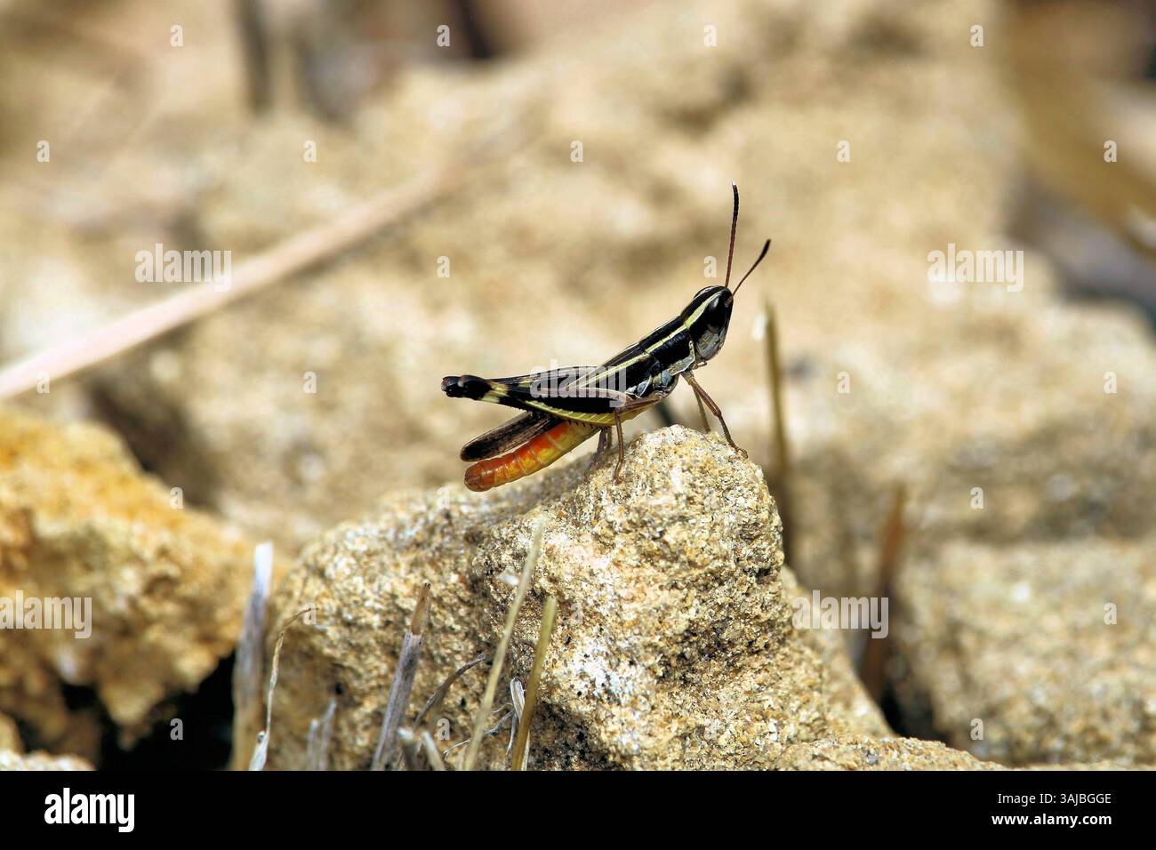 Common Macrotona (Macrotona australis) grasshopper resting on rock ...