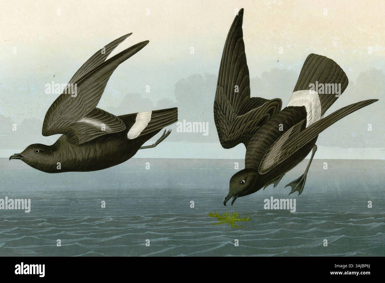 Plate 340 from John James Audubon’s 'Birds of America' series ...