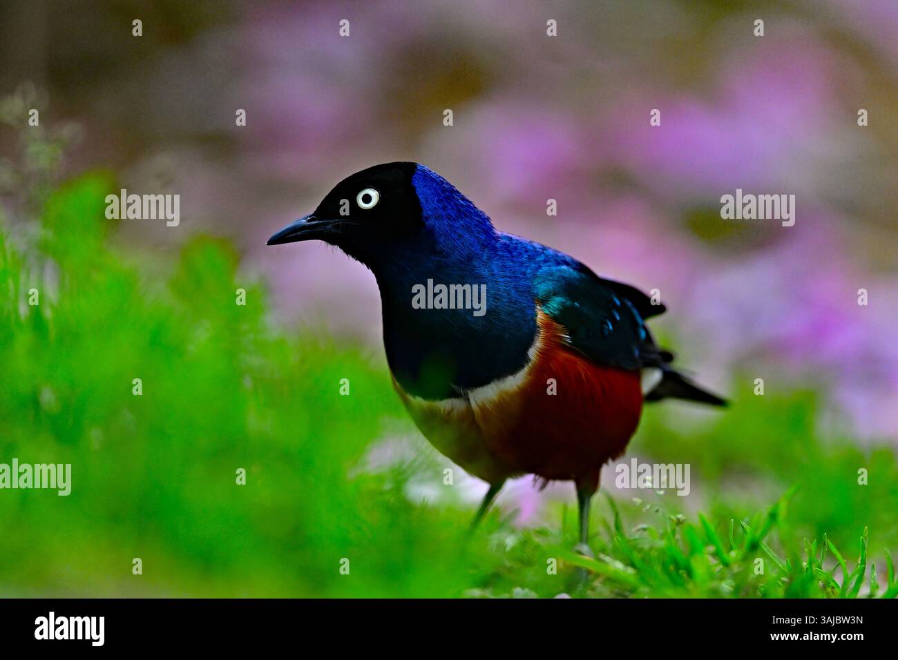 A superb starling aka Lamprotornis superbus portrait Stock Photo - Alamy