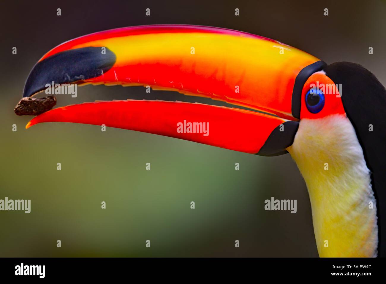 Toco Toucan portrait Stock Photo - Alamy