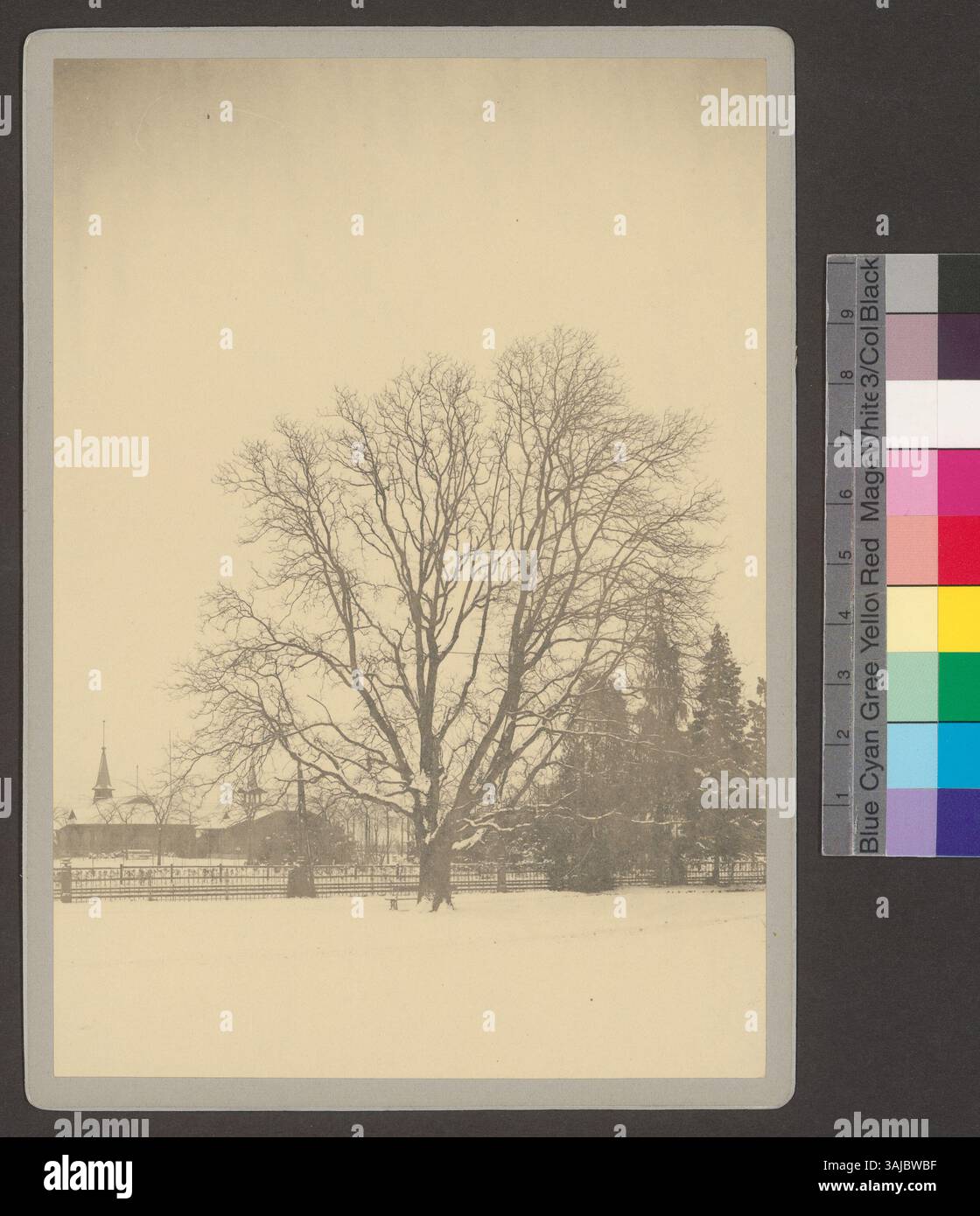 Photograph from 1903 showing a large walnut tree, likely near ...