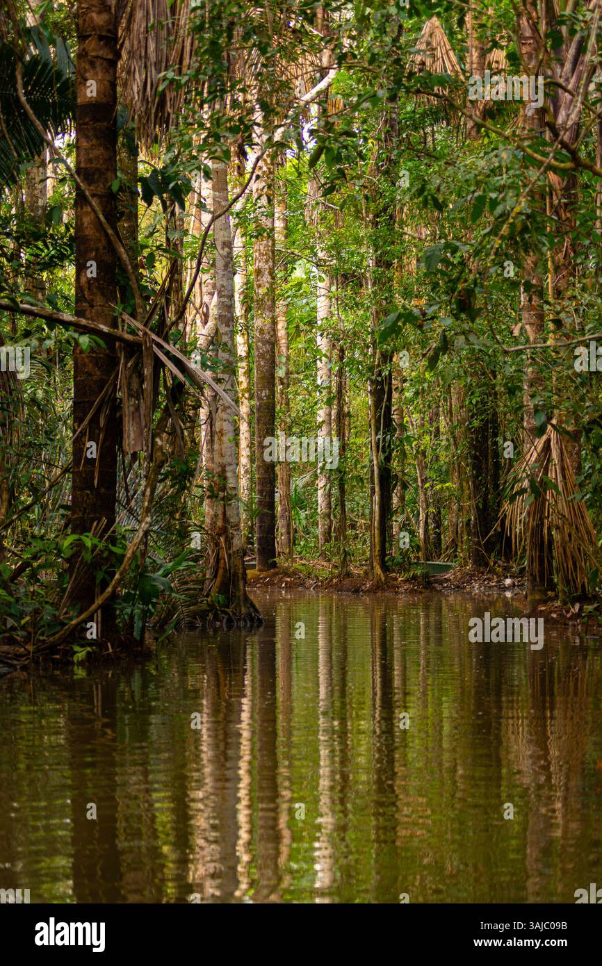 Waterway leading to Lake Sandoval, among the trees of the Peruvian ...