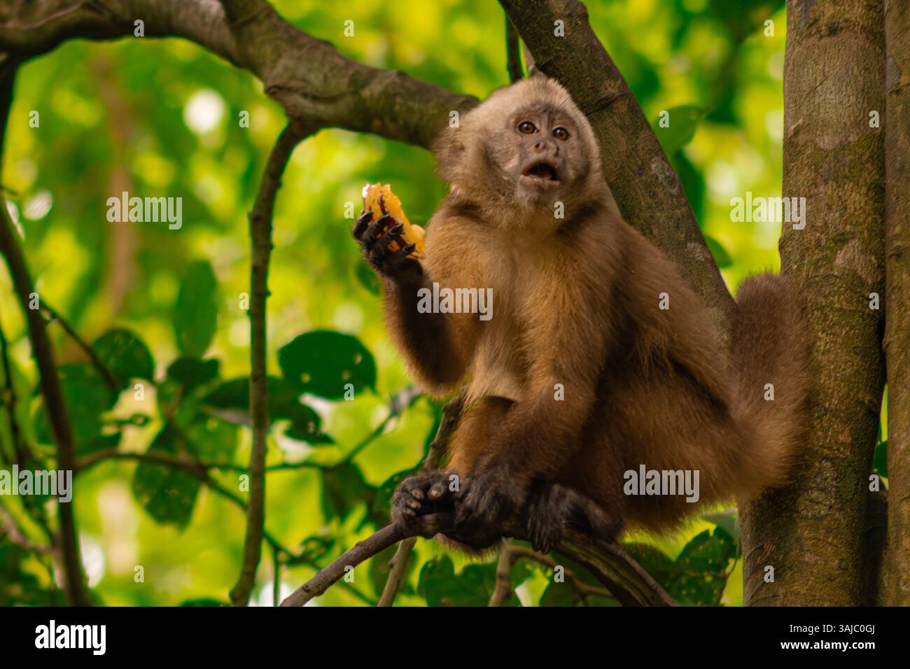 Sentinel capuchin monkey eating fruit on Monkey Island in Tambopata ...