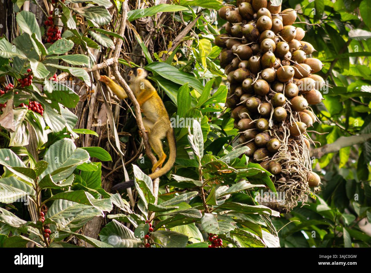 Guianan squirrel monkey searching for food high in a tree in the dense ...