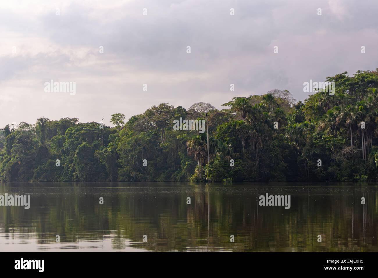 Trees around Lake Sandoval in Madre de Dios, Peru. Amazon rainforest ...