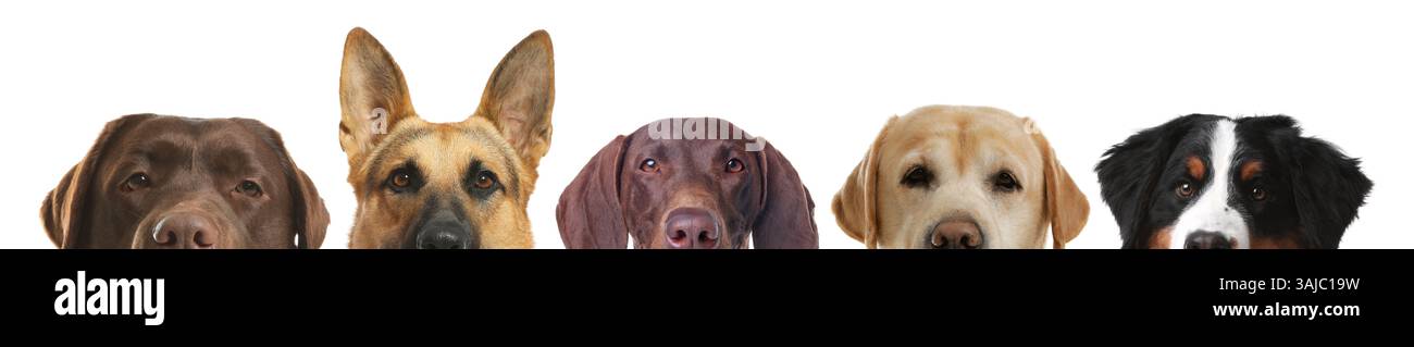 Adorable dogs peeking out against white background Stock Photo - Alamy
