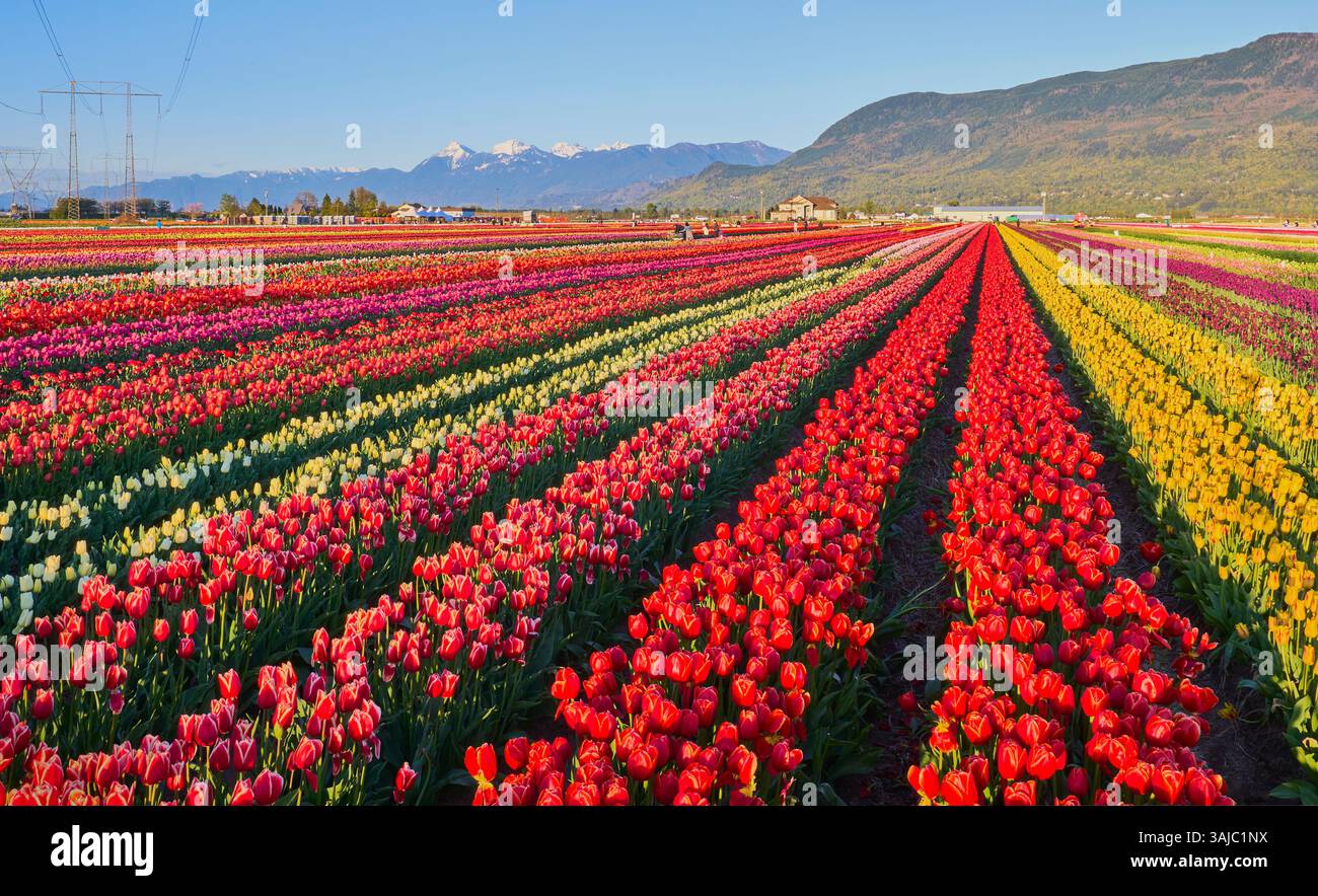 Canada vancouver tulip field hi-res stock photography and images - Alamy