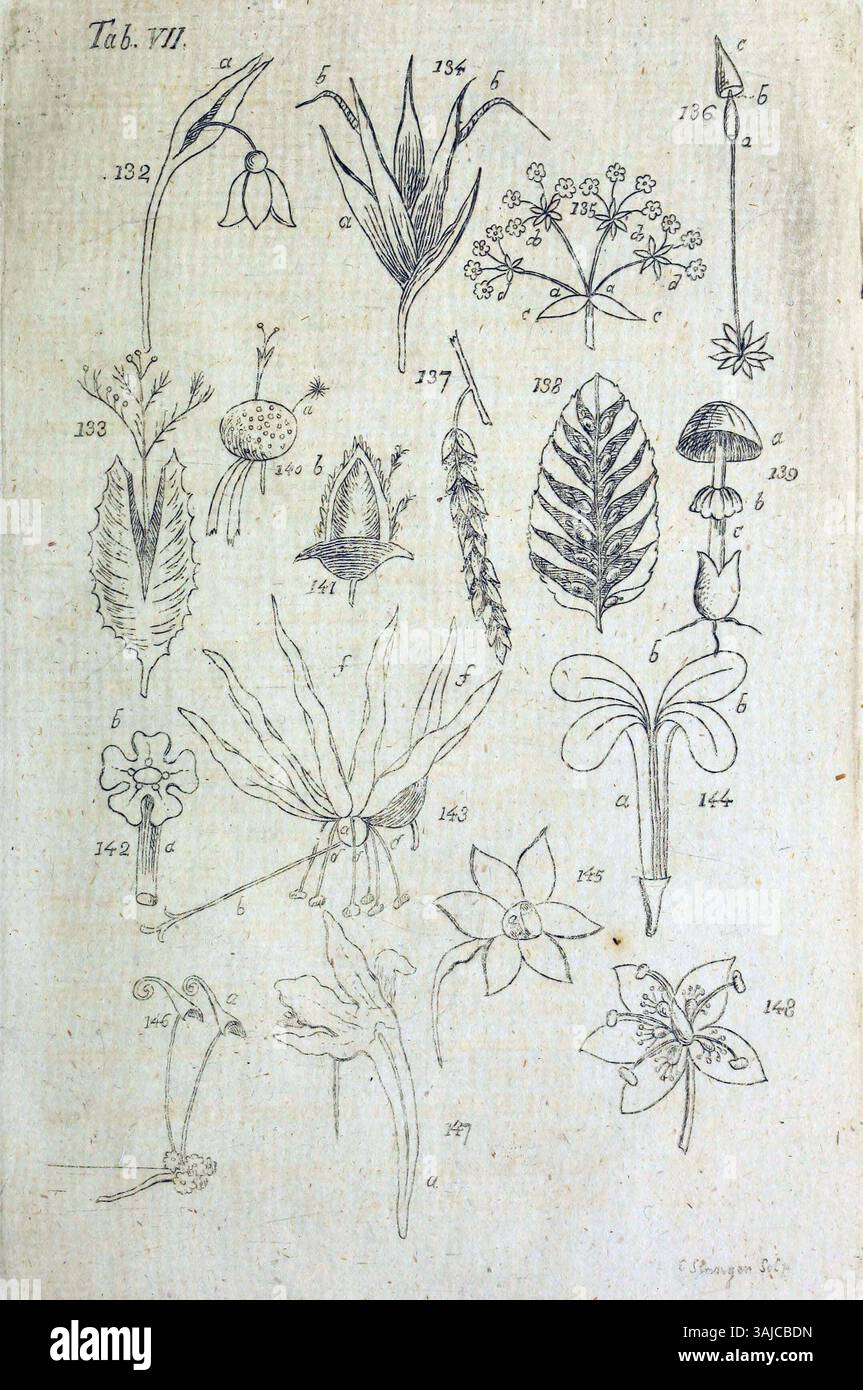 A cropped version of Plate VII from Linnaeus’ 'Systema Vegetabilium ...