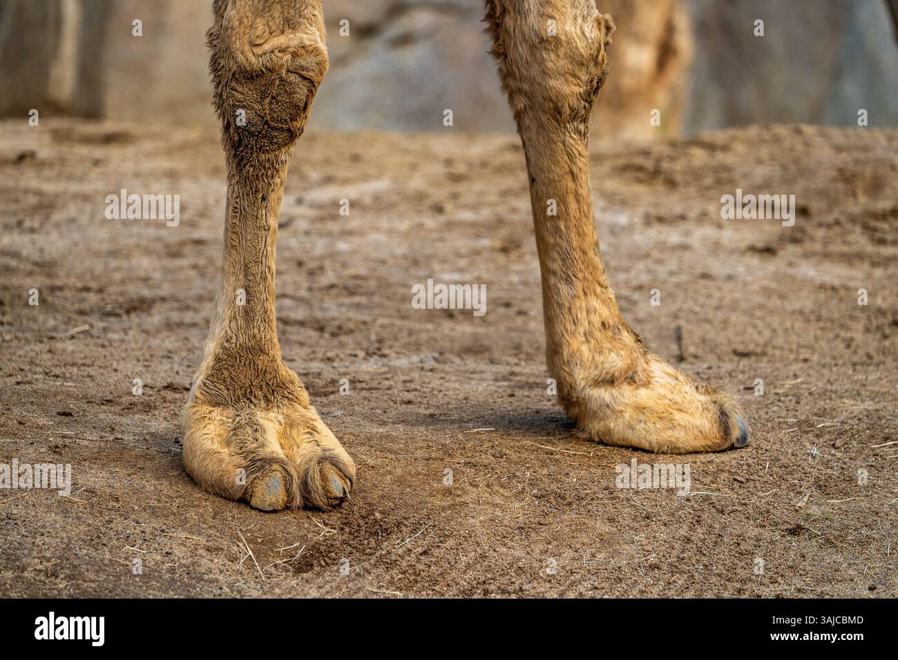 Camel leg legs hi-res stock photography and images - Alamy