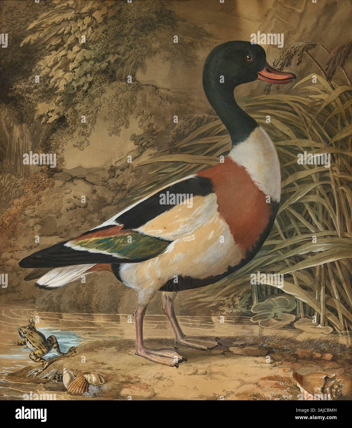 Painting by Johann Emanuel Wyss, titled 'Spiessente' (1792-1837 ...